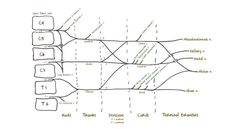 Brachial Plexus and Upper Extremity Neuropathies | Exam Review