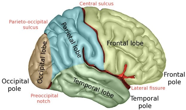 Cortex and Connections | Exam Review | NowYouKnow Neuro