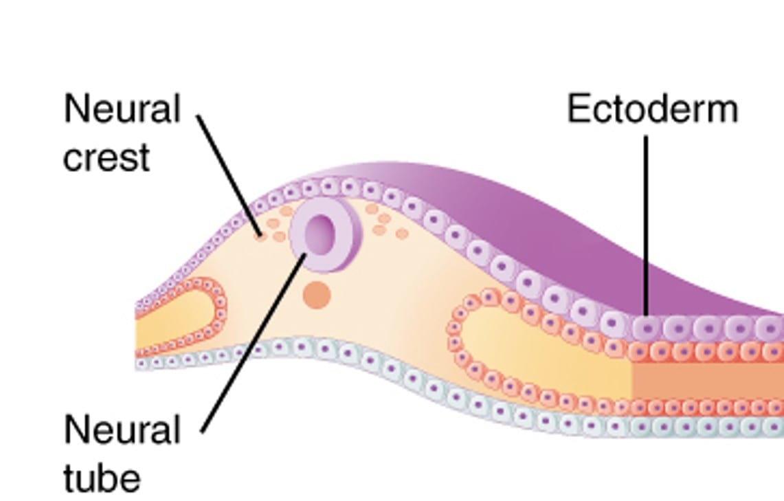 Embryology and Development Exam Review & Practice Questions