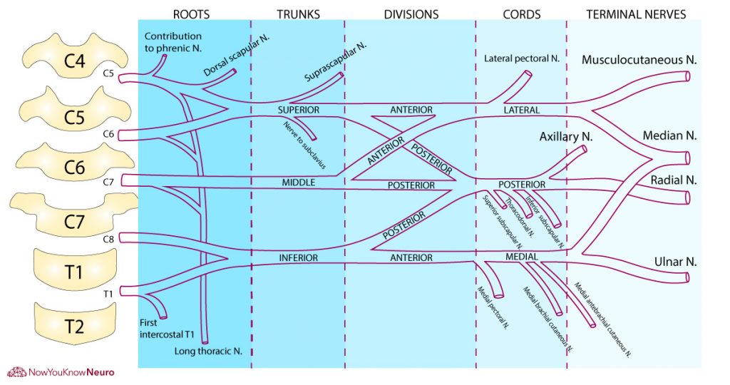 Brachial Plexus and Upper Extremity Neuropathies | Exam Review