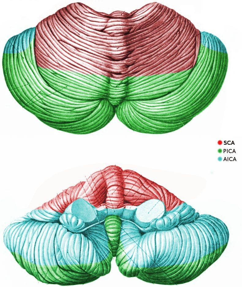Basal Ganglia and Cerebellum | Chapter Review | NowYouKnow Neuro