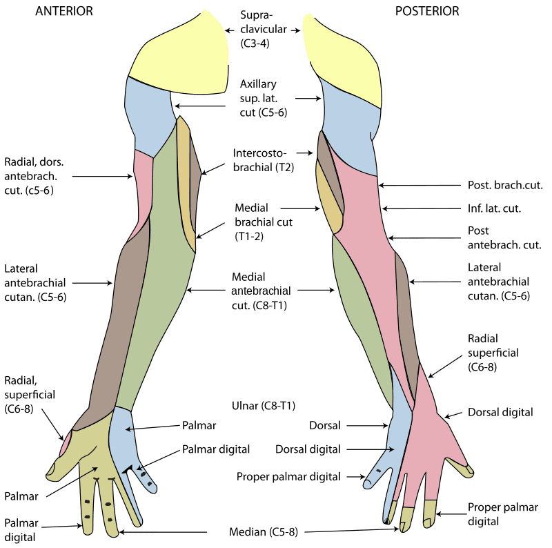 Brachial Plexopathies and Upper Extremity Neuropathies | NowYouKnow Neuro