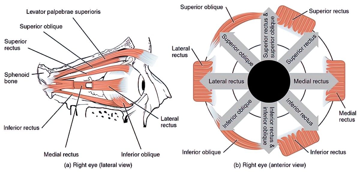 Learn Neuro-ophthalmology & Otology, with Practice Questions!