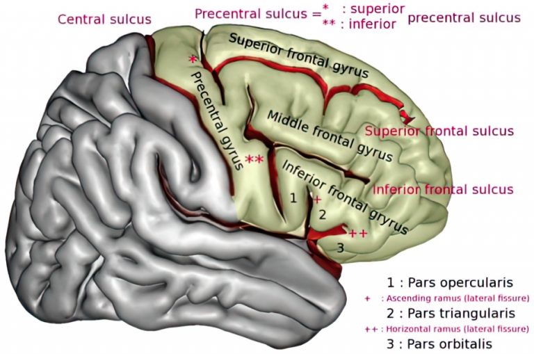 Cortex and Connections | Exam Review | NowYouKnow Neuro