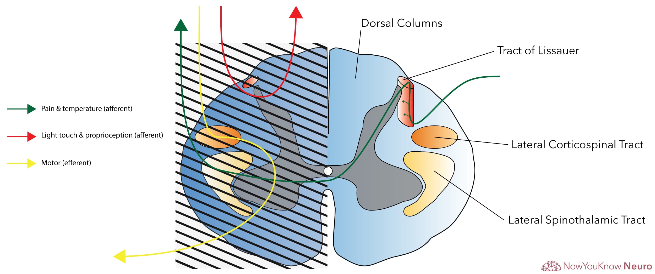 Spine & Cord | Chapter and Practice Questions | NowYouKnow Neuro